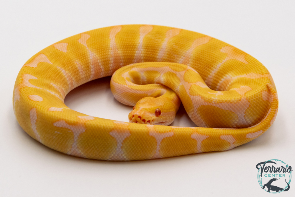 Python regius Albinos Enchi mâle