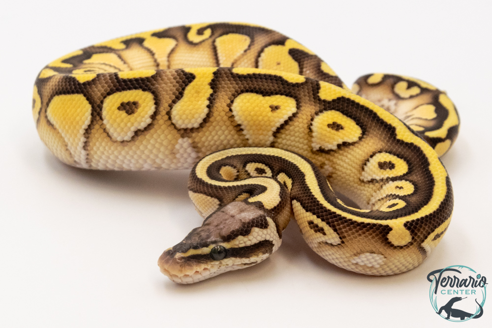 Python regius Butter Pastel Yellow Belly