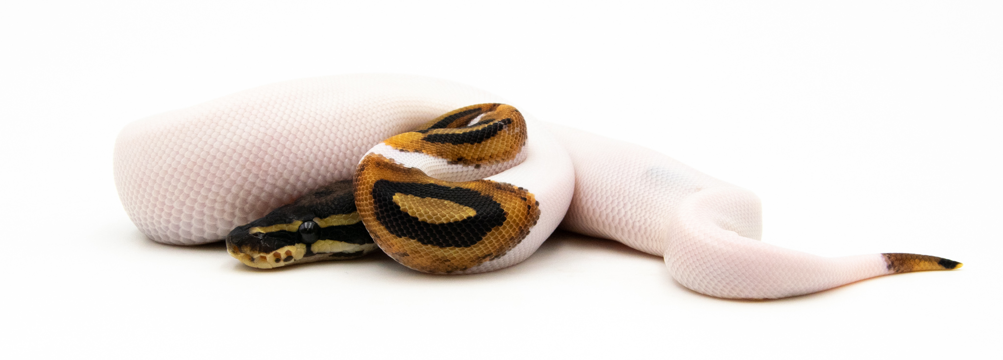 Python regius Piebald