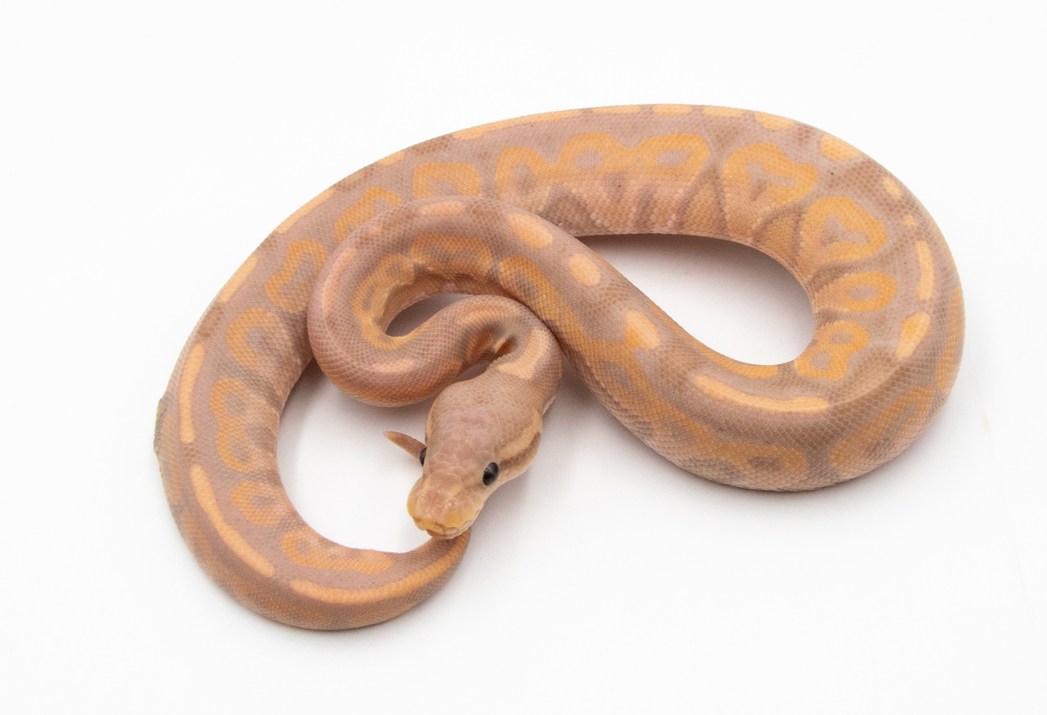 Python regius Banana Cinnamon