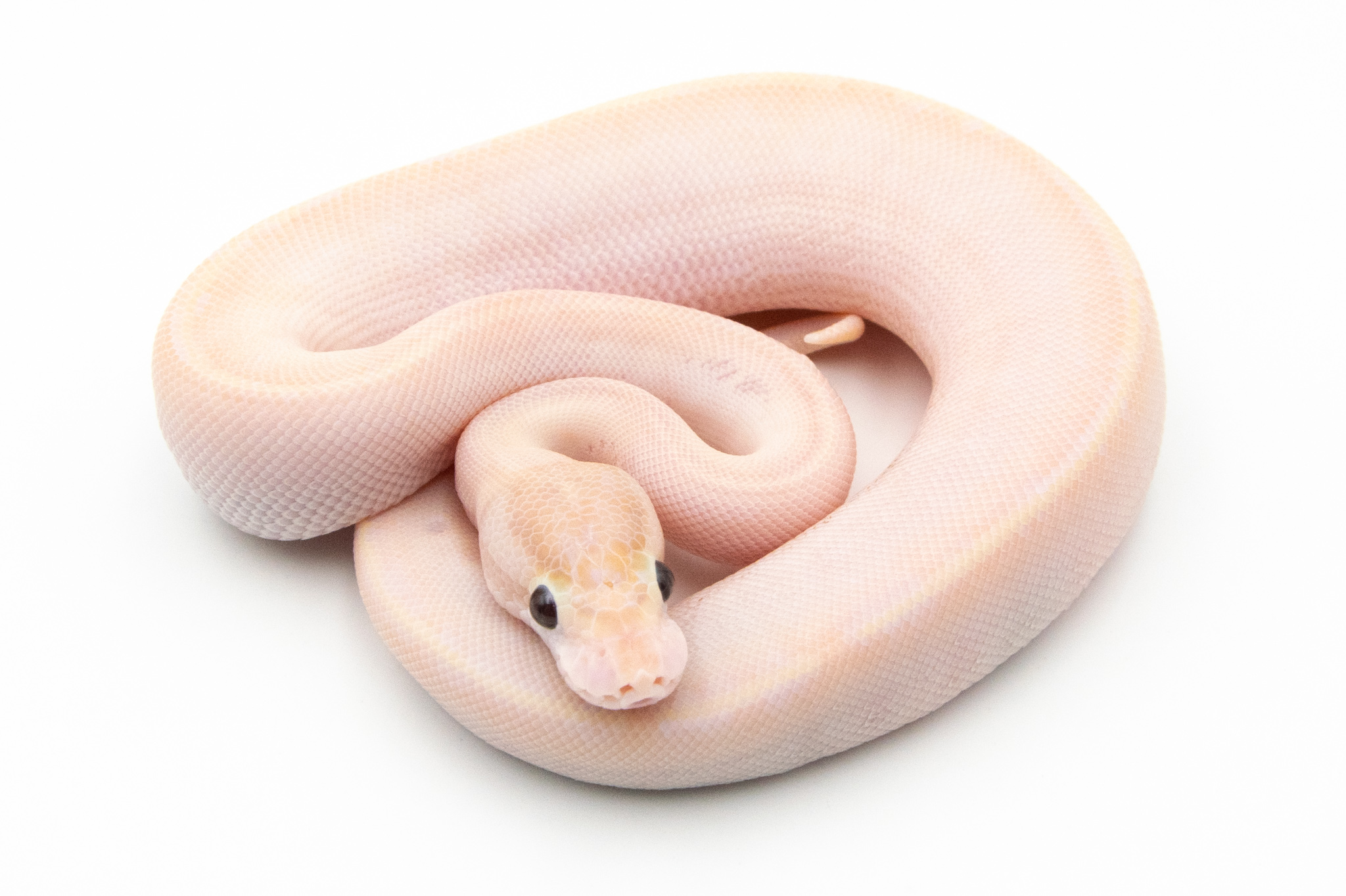 Python regius Banana Ivory