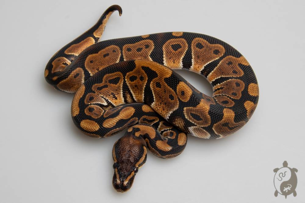 Python regius Scaleless Head