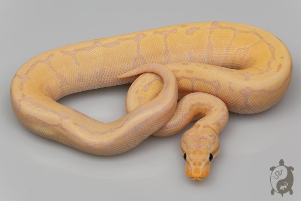 Python regius Banana Pinstripe