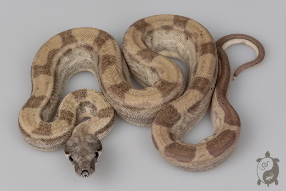 Boa constrictor imperator Hypomélanistique Ghost motley