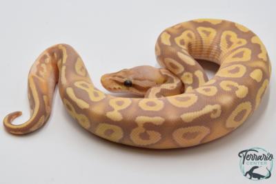 Python royal - Python regius Banana Pastave