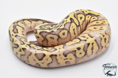 Python regius Super Pastel Vanilla