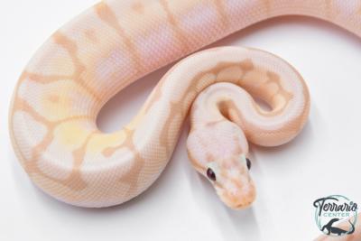 Python royal - Python regius Banana Killer Bee