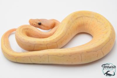 Python regius Banana Lemon Blast