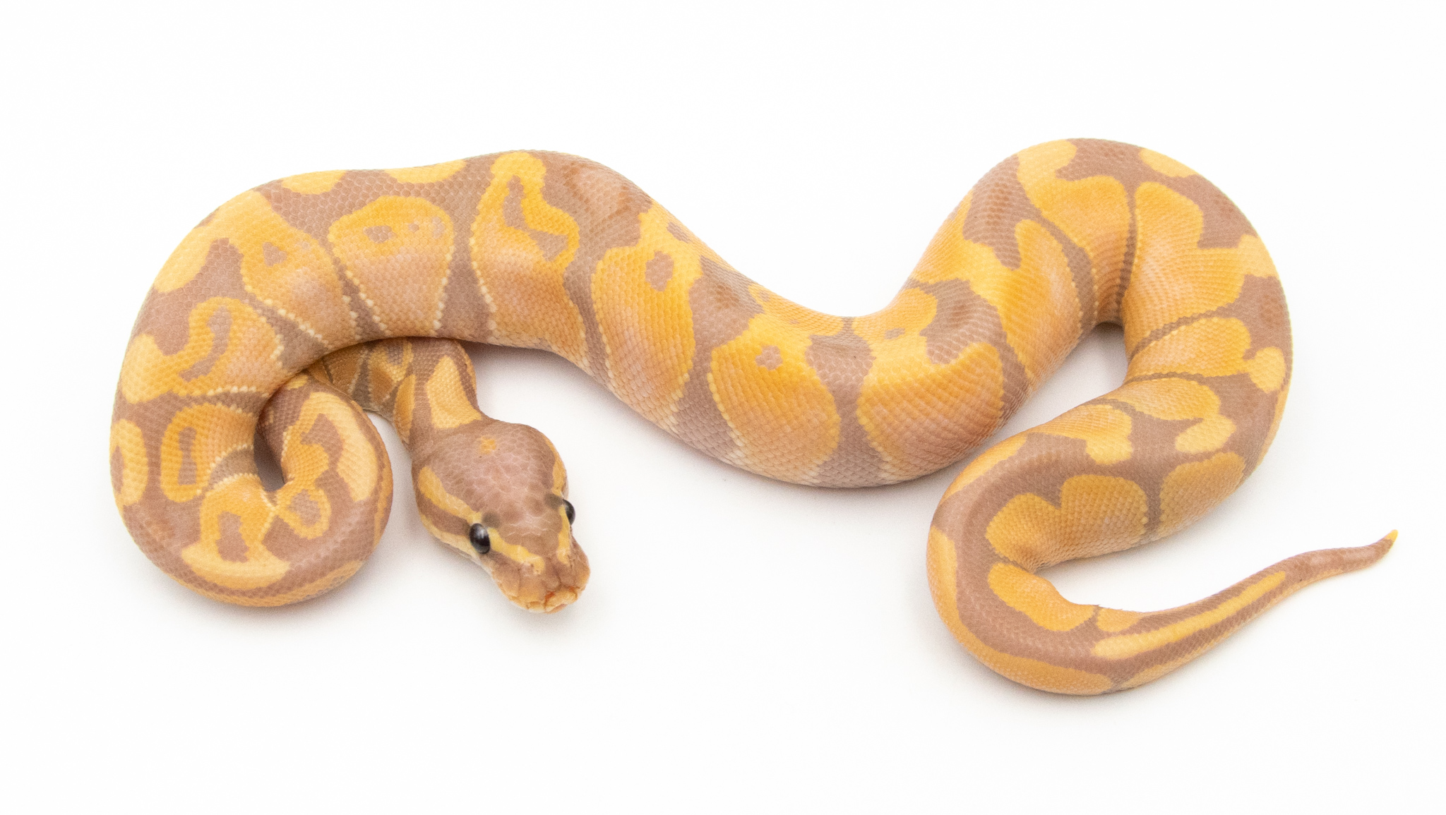 Python regius Banana
