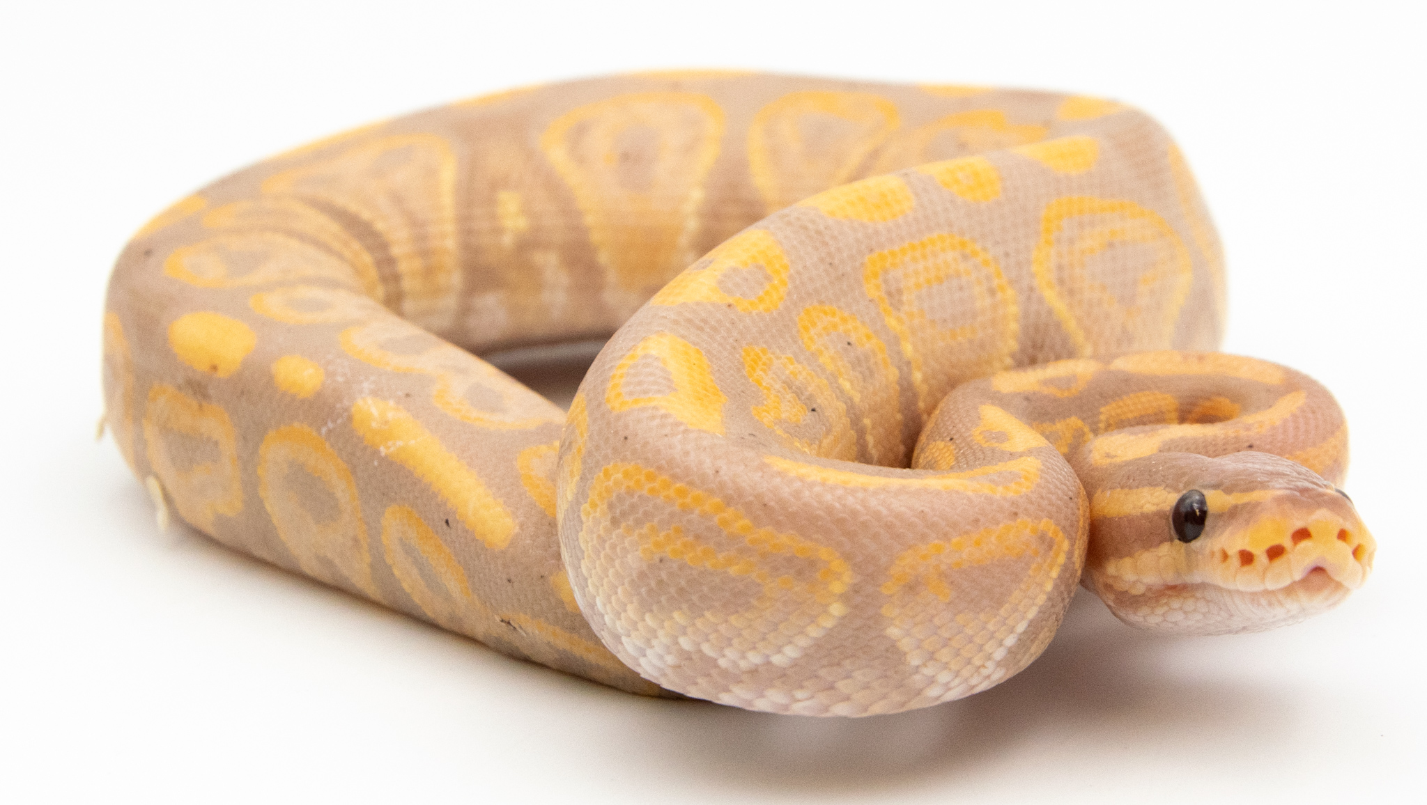 Python royal - Python regius Banana Black Pastel