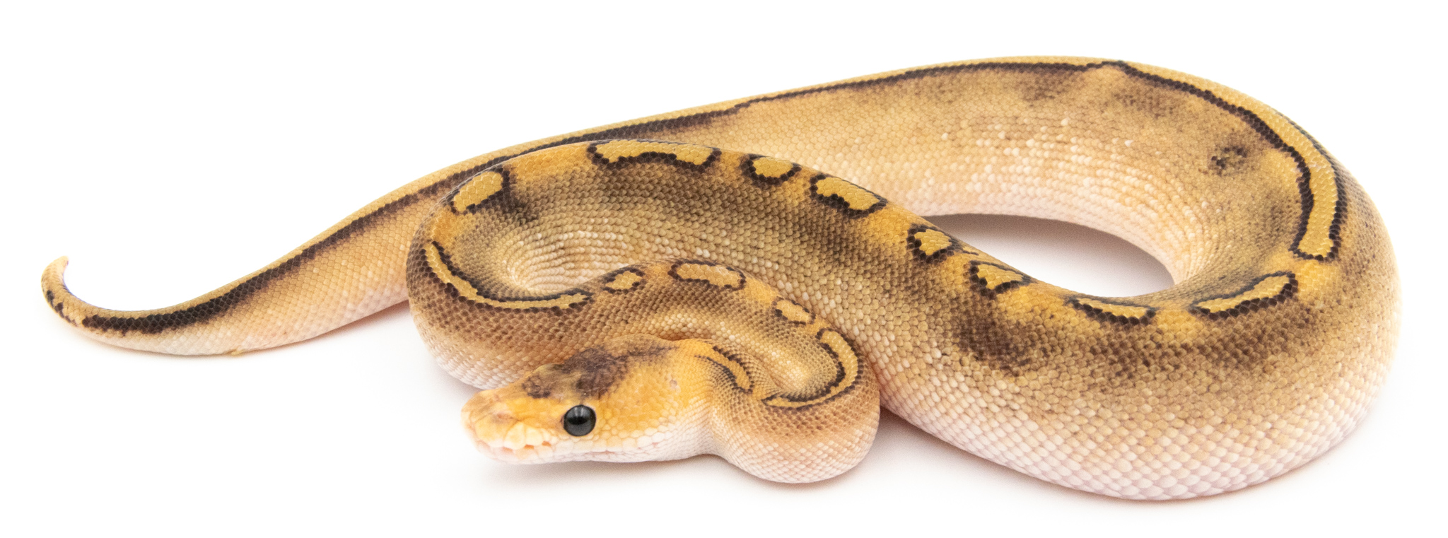 Python regius Champagne