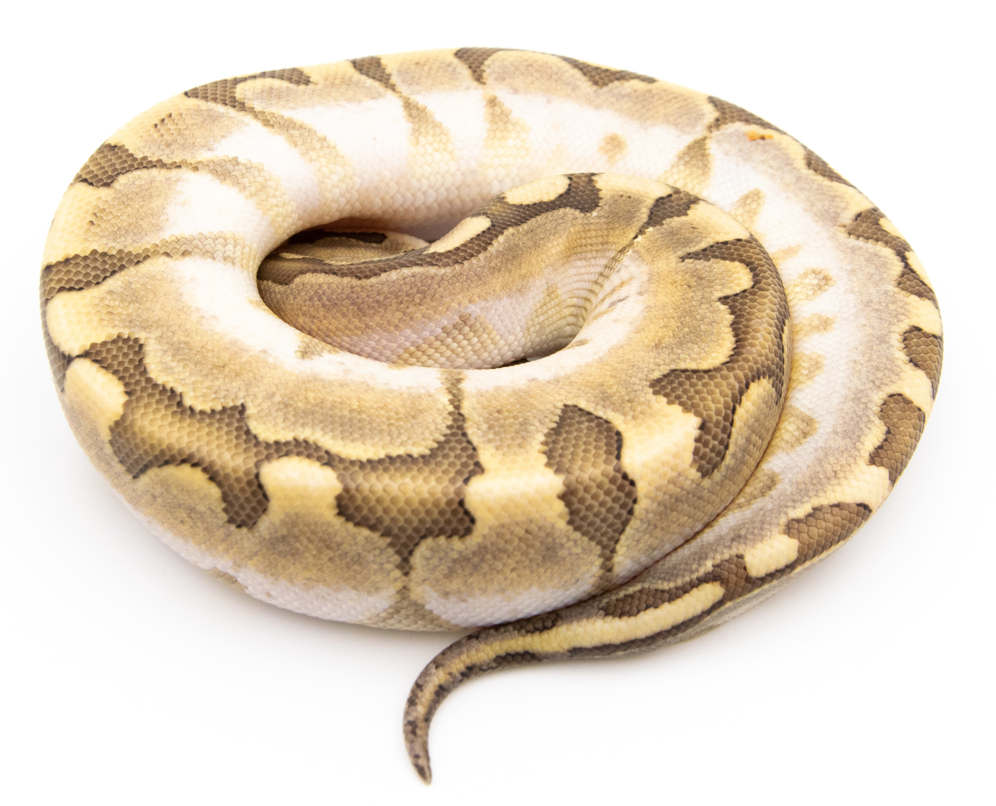 Python royal - Python regius Bamboo Enchi Fire Pinstripe