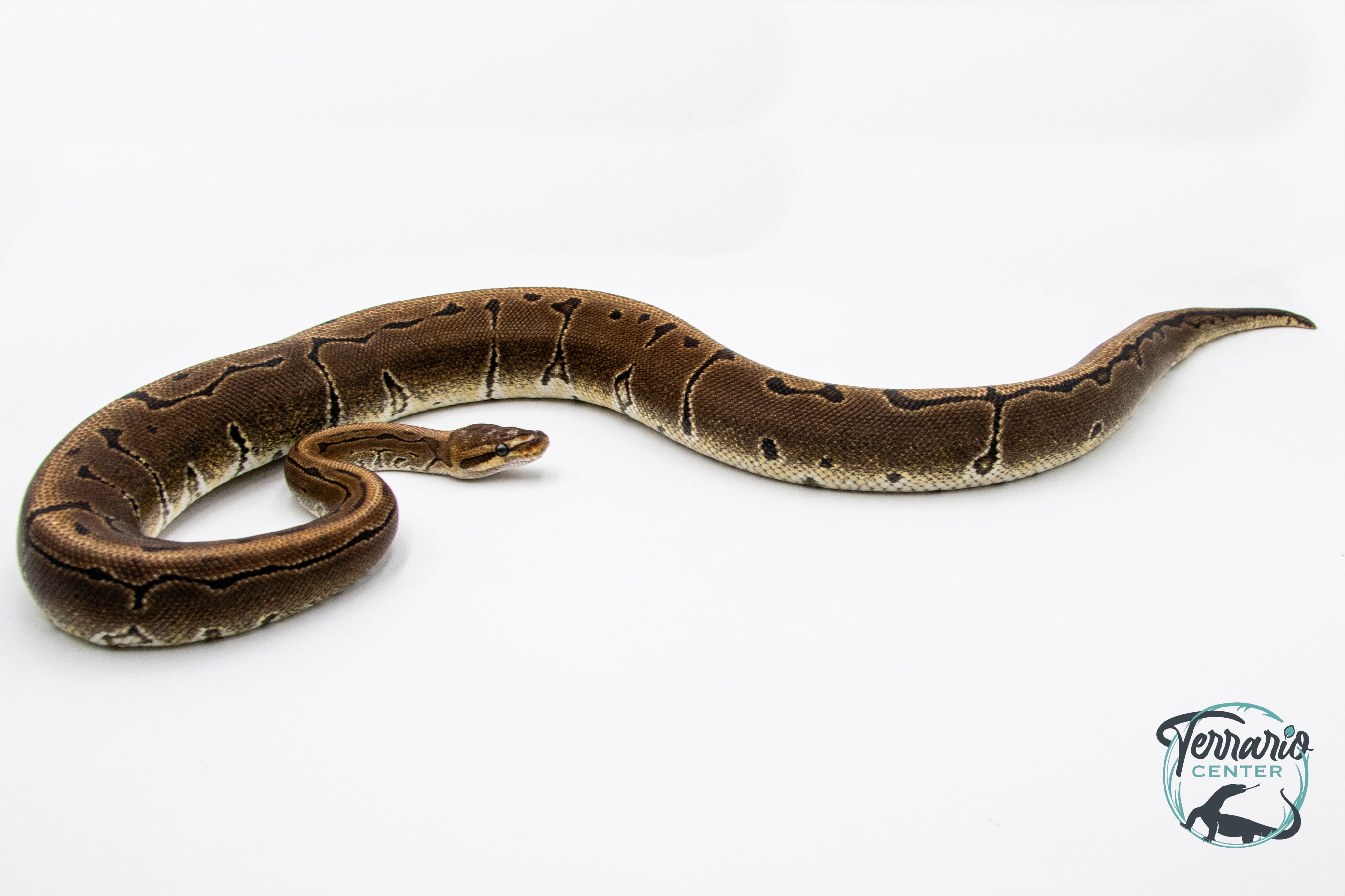 Python royal - Python regius Pinstripe - Adulte