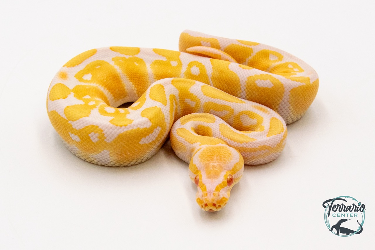 Python regius Albinos