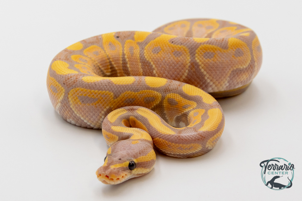 Python regius Banana