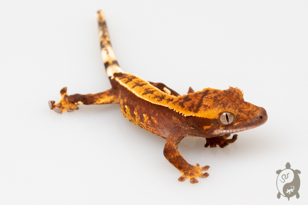 Correlophus ciliatus - Gecko à crête - Non sexé - juvénile