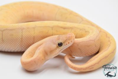 Python regius Banana Lemon Blast