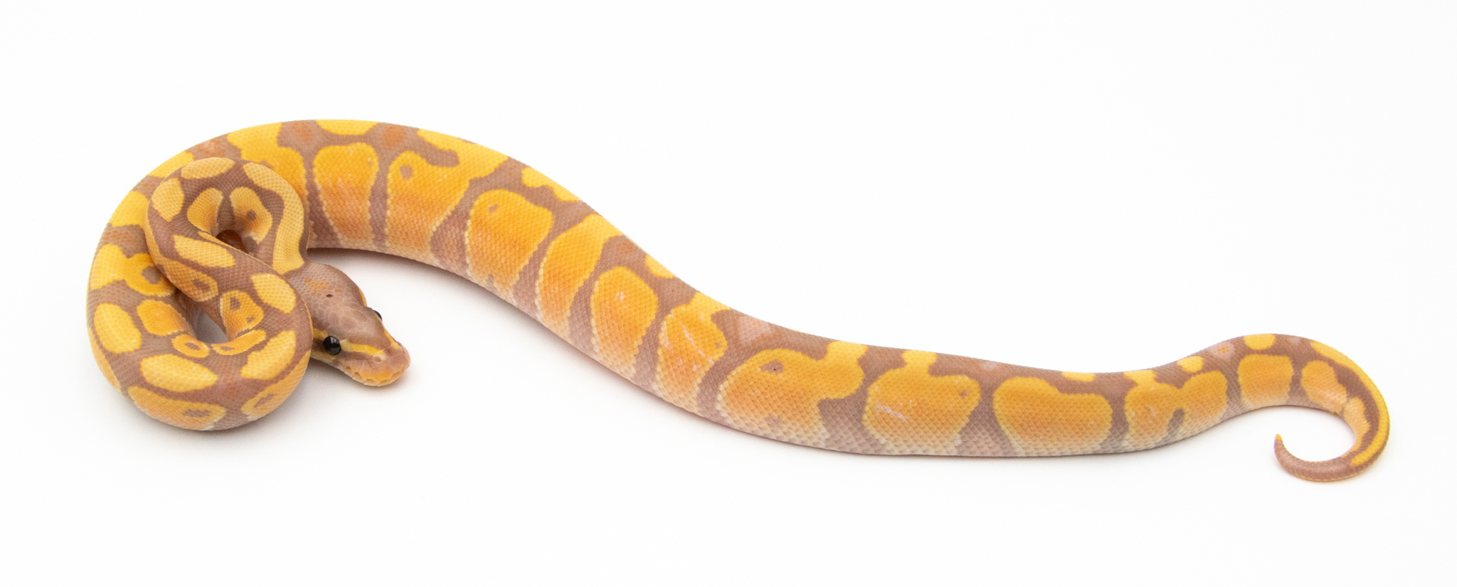 Python regius Banana
