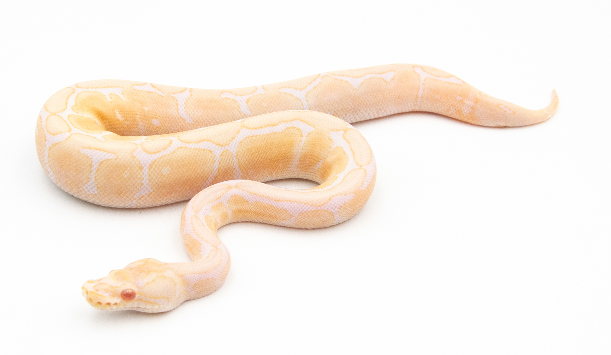 Python regius Albinos Black Pastel Spider