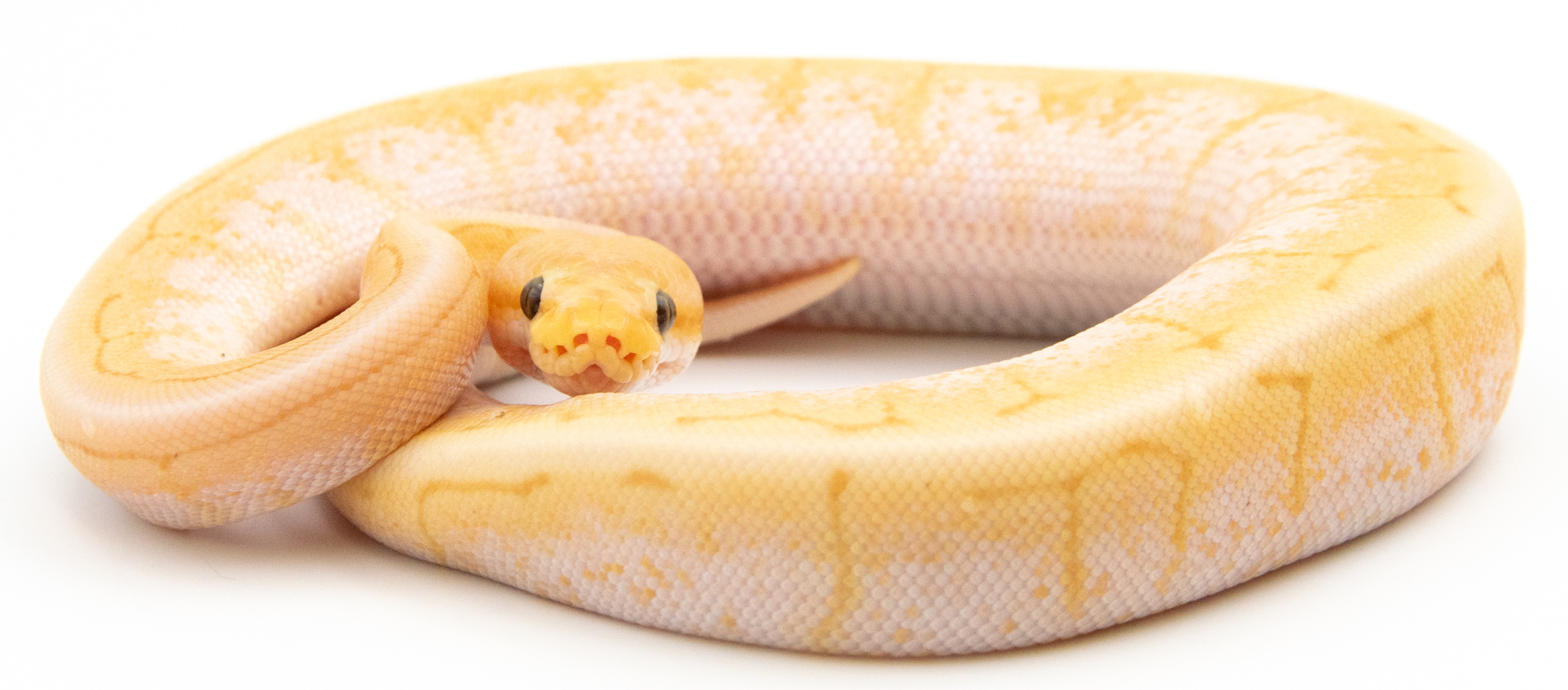 Python royal - Python regius Banana Spinner