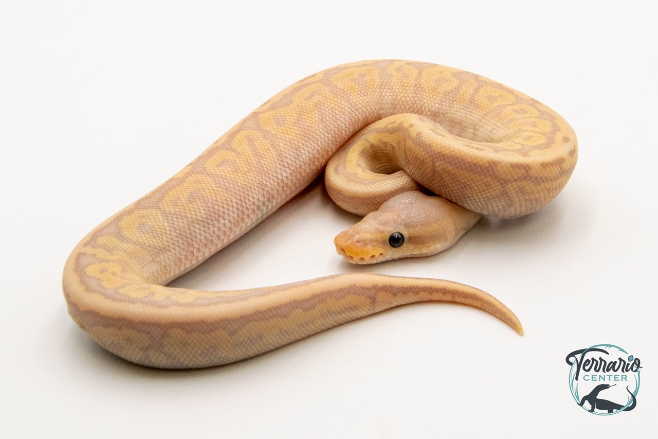 Python regius Banana Pinstripe