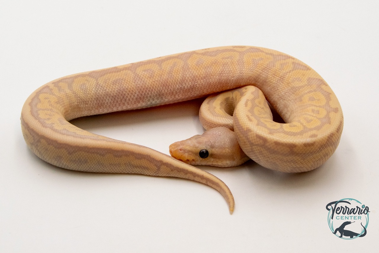 Python regius Banana Pinstripe