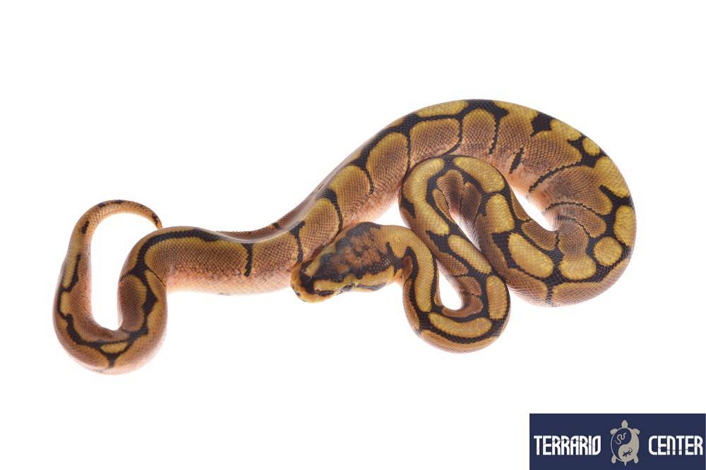 Python regius Spider