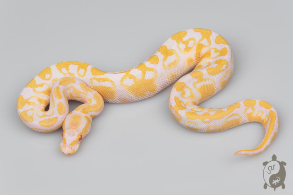 Python regius - Python royal Boutique Terrario Center