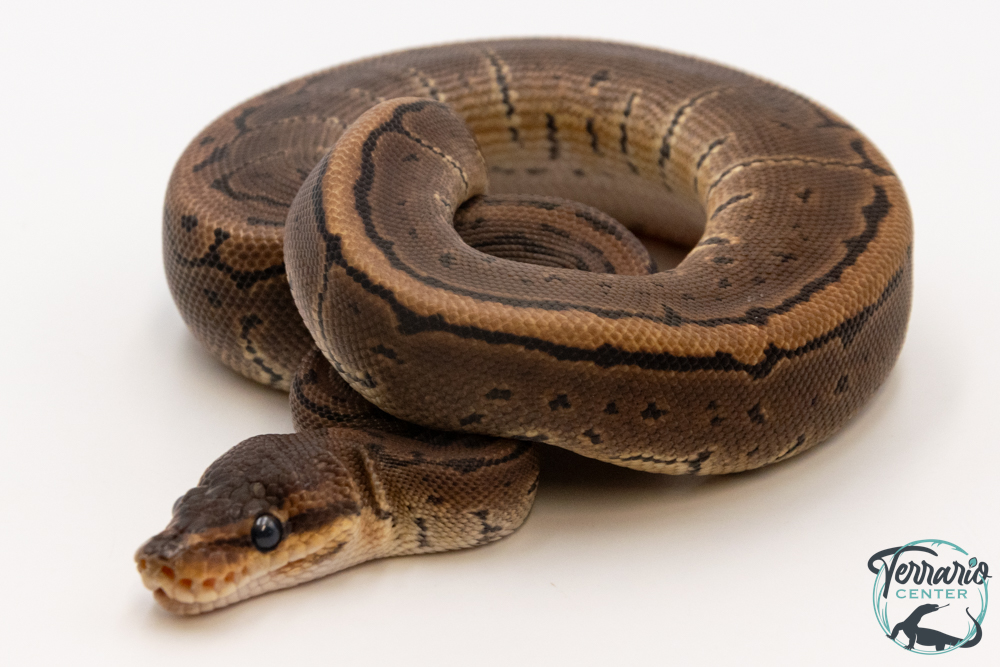 Python regius Pinstripe