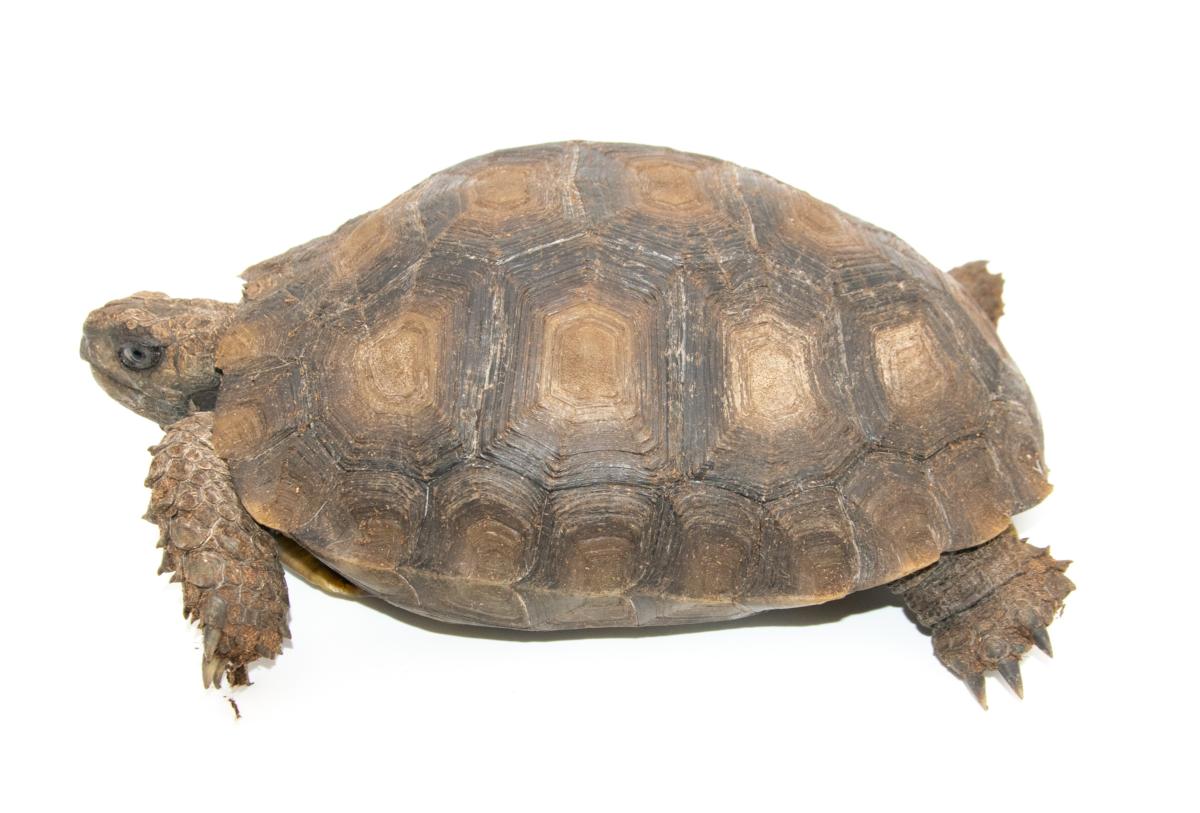 Manouria Emys Emys - Tortue brune de Birmanie