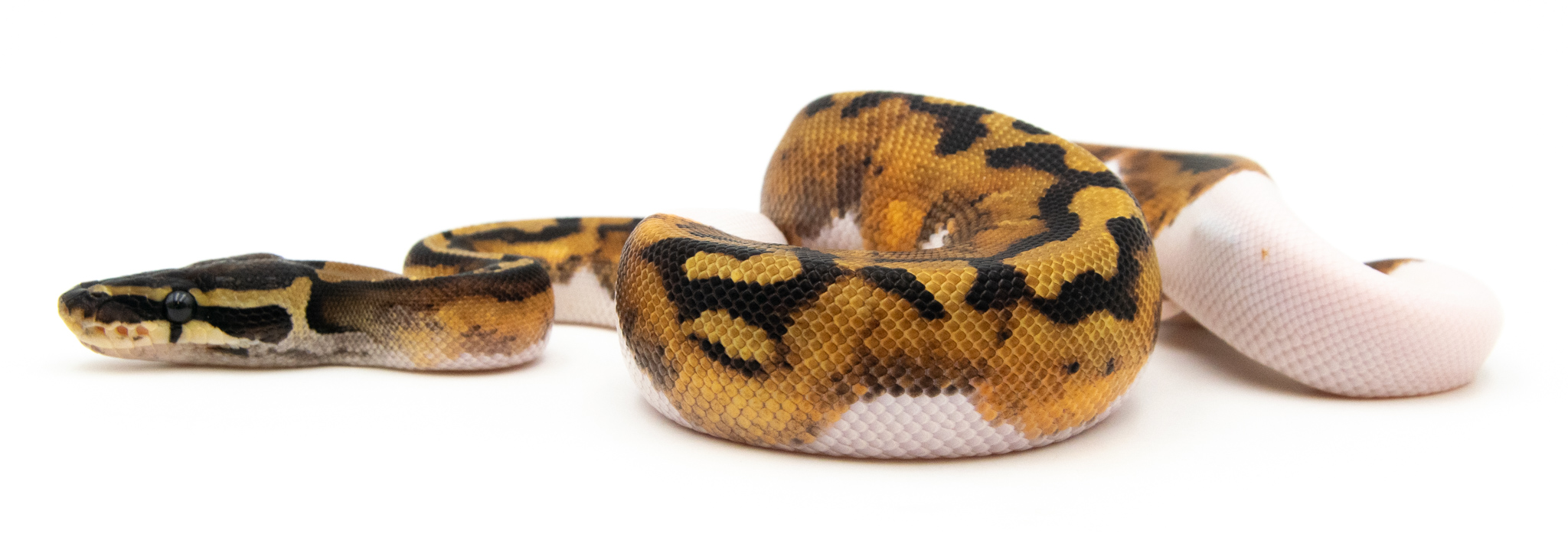 Python regius Piebald