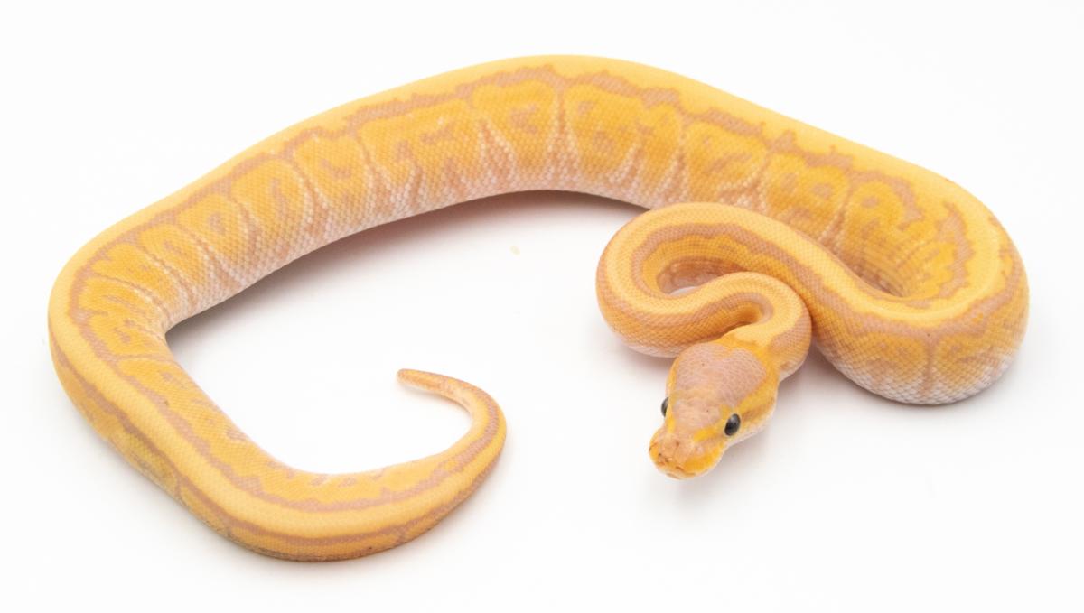 Python regius Banana Phantom Pinstripe