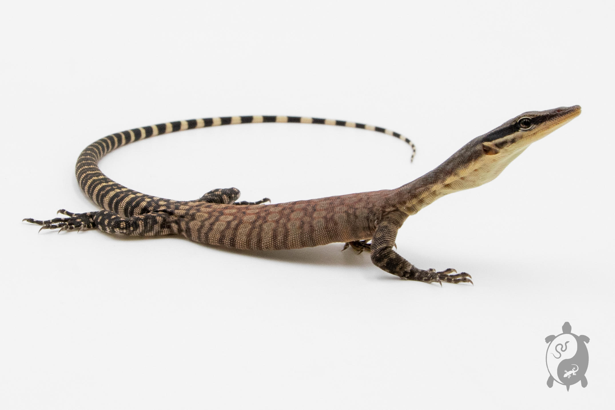 varanus glauerti - Varan des rochers de Kimberley - NC 2022