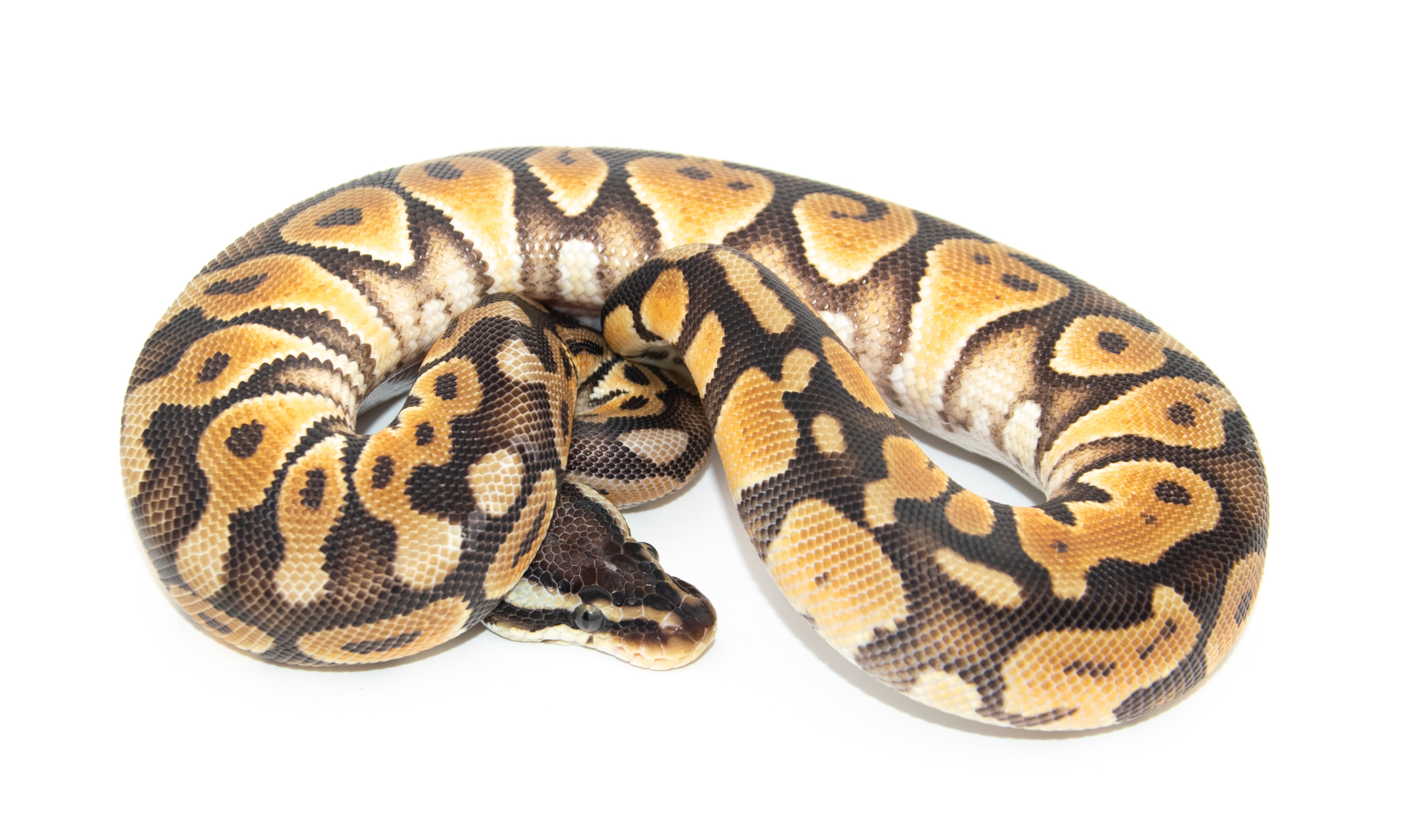 Python royal - Python regius Enchi Cinnamon het Albinos