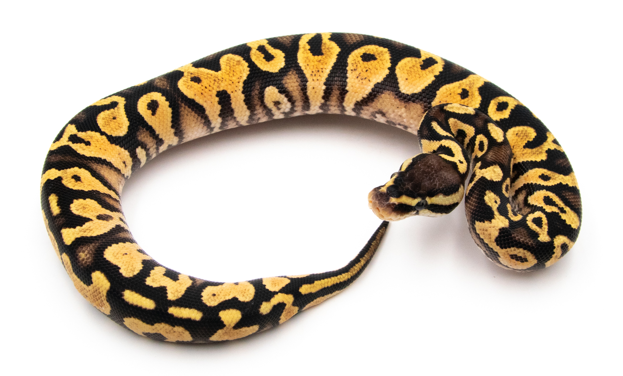 Python regius Pastel Yellow Belly