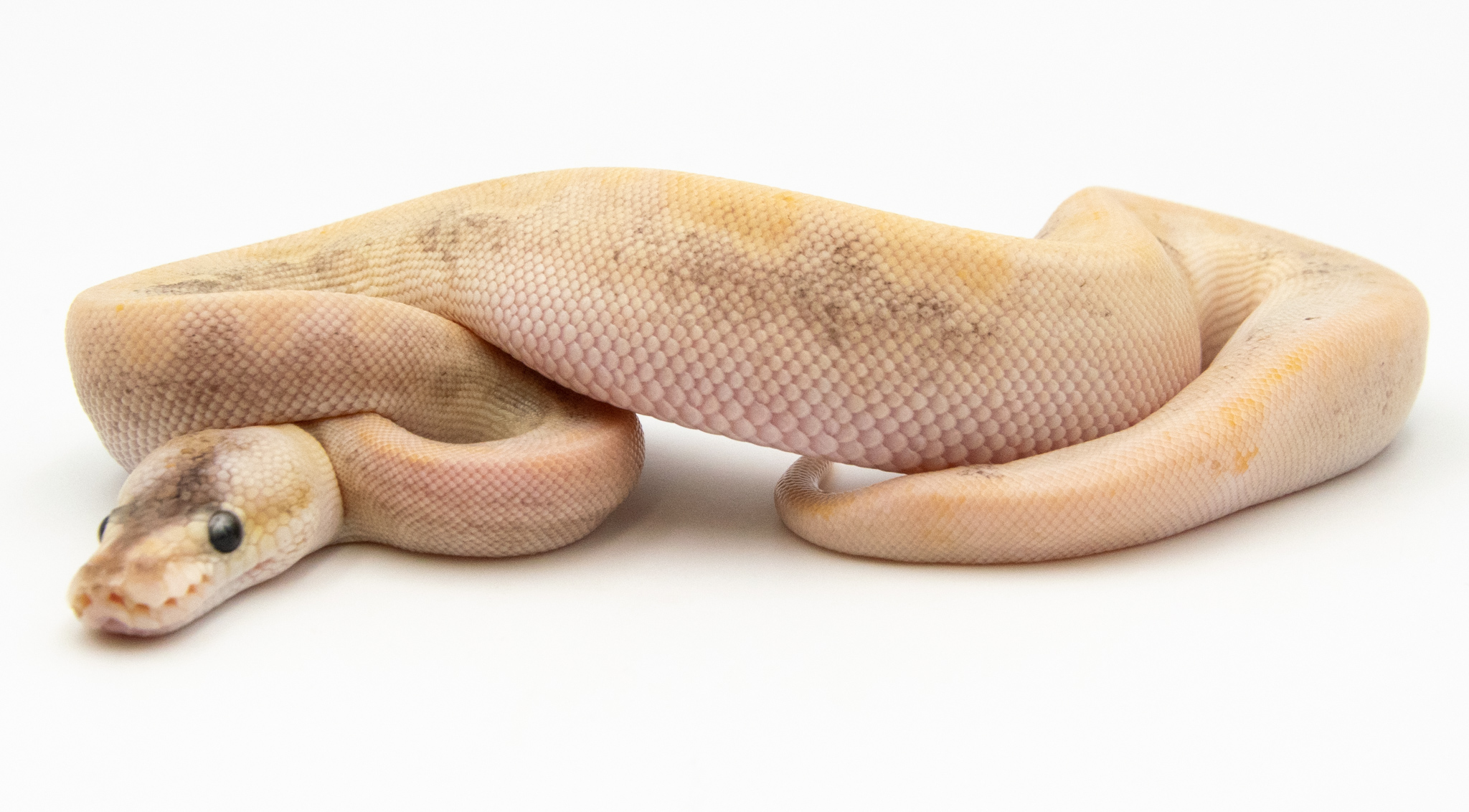 Python royal - Python regius Mimosa