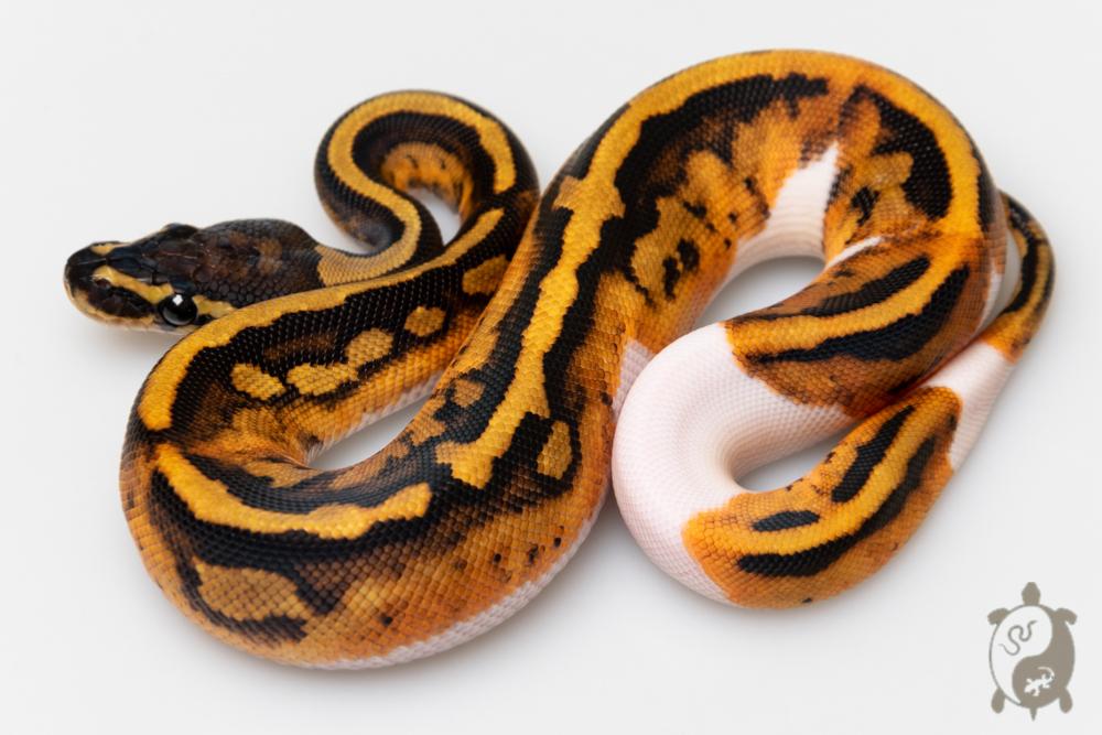 Python Royal - Python regius Piebald