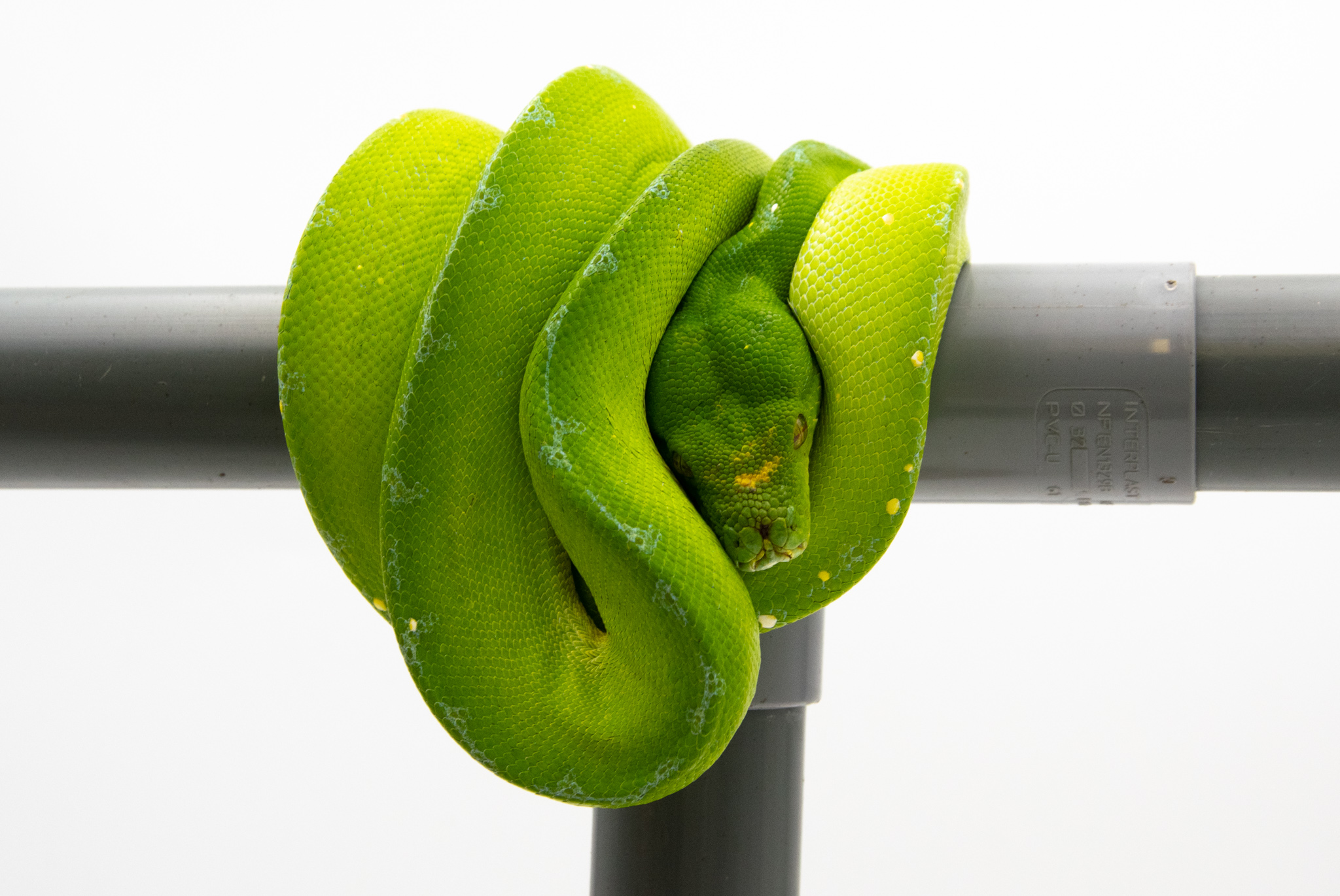 Pythonidés Boutique Terrario Center