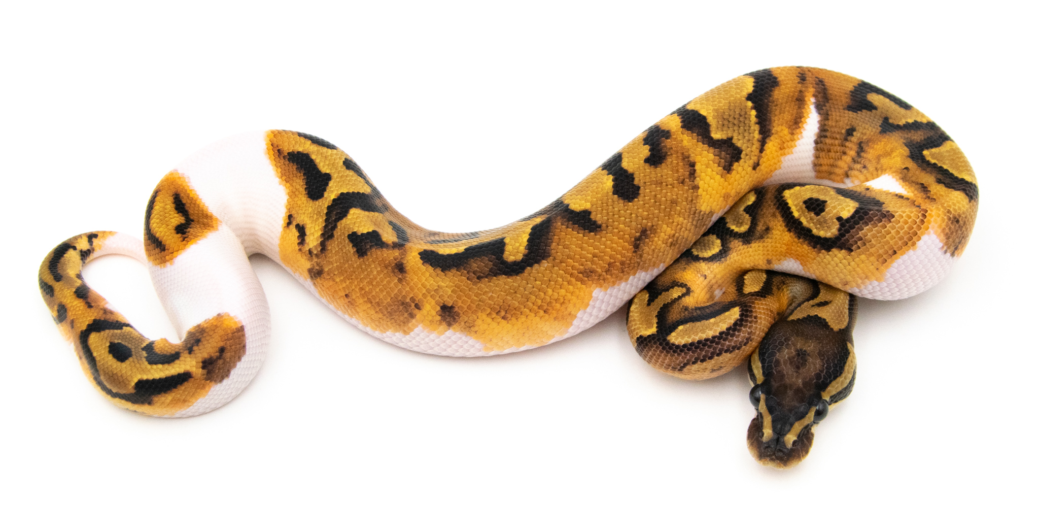 Python regius Piebald