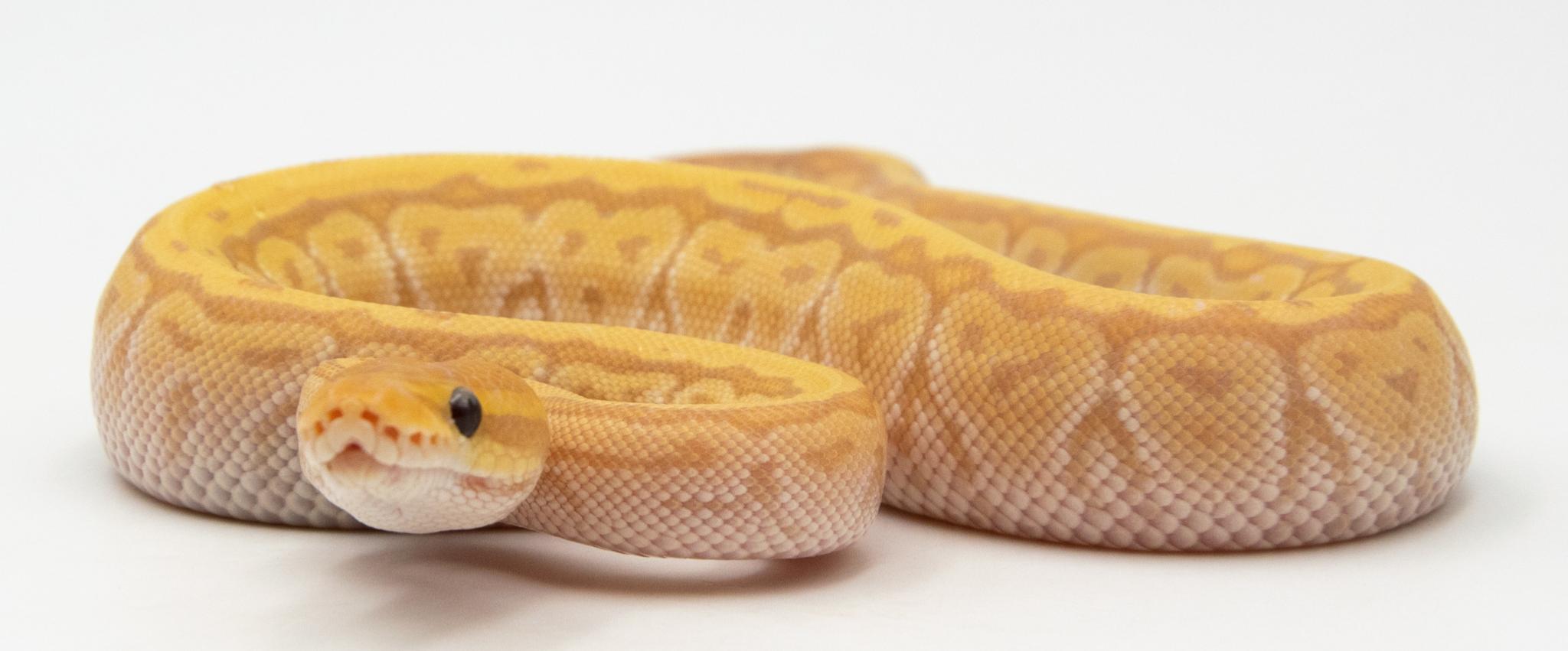 Python regius Banana Phantom Pinstripe