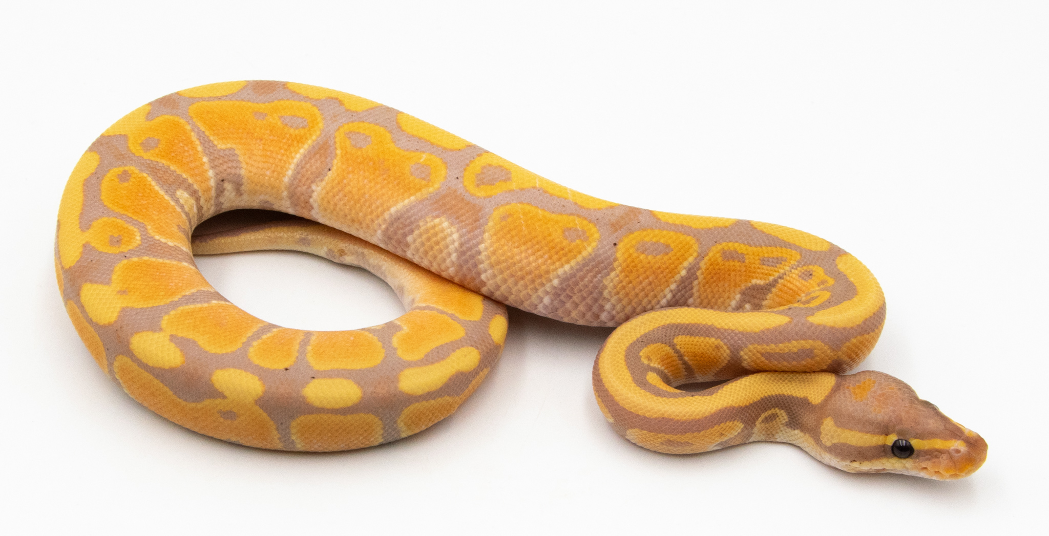 Python regius Banana