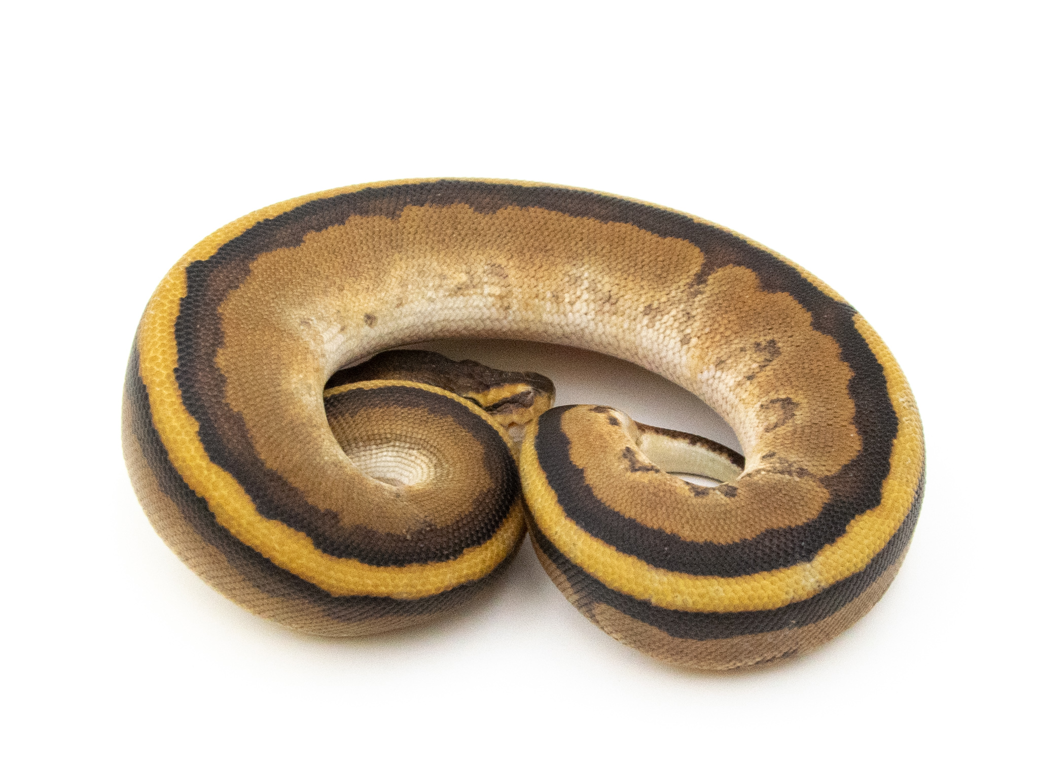 Python regius Genetic Stripe