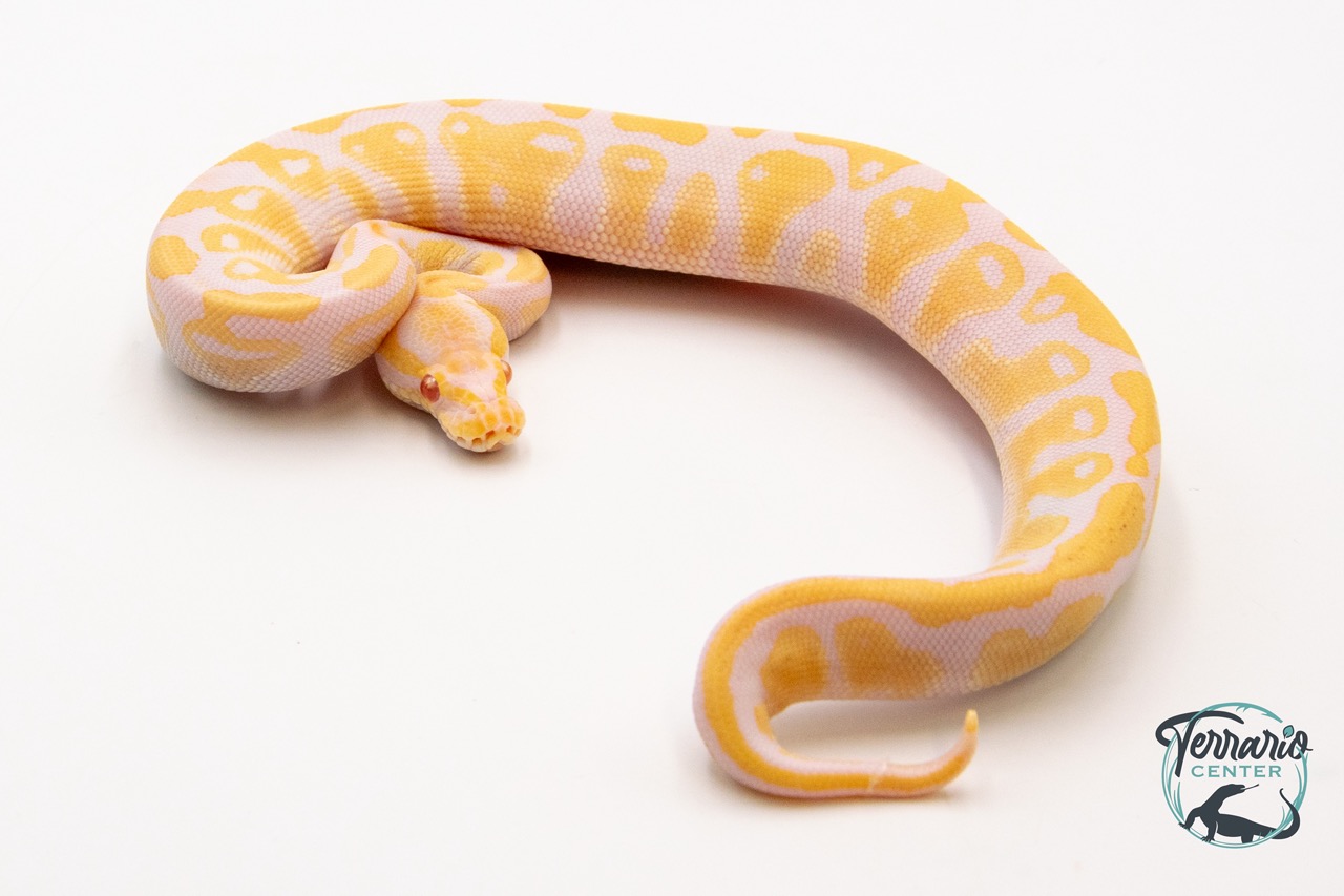 Python regius Albinos