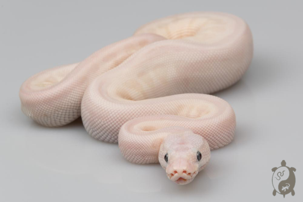 Python royal - Python regius Leucistic Spider