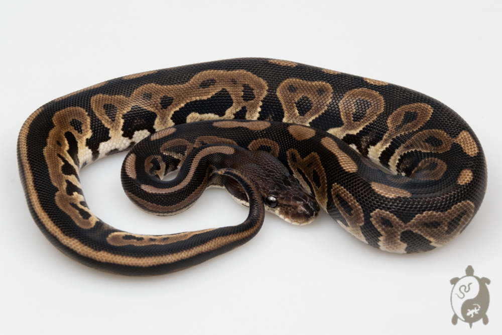 Python regius - Python royal Boutique Terrario Center