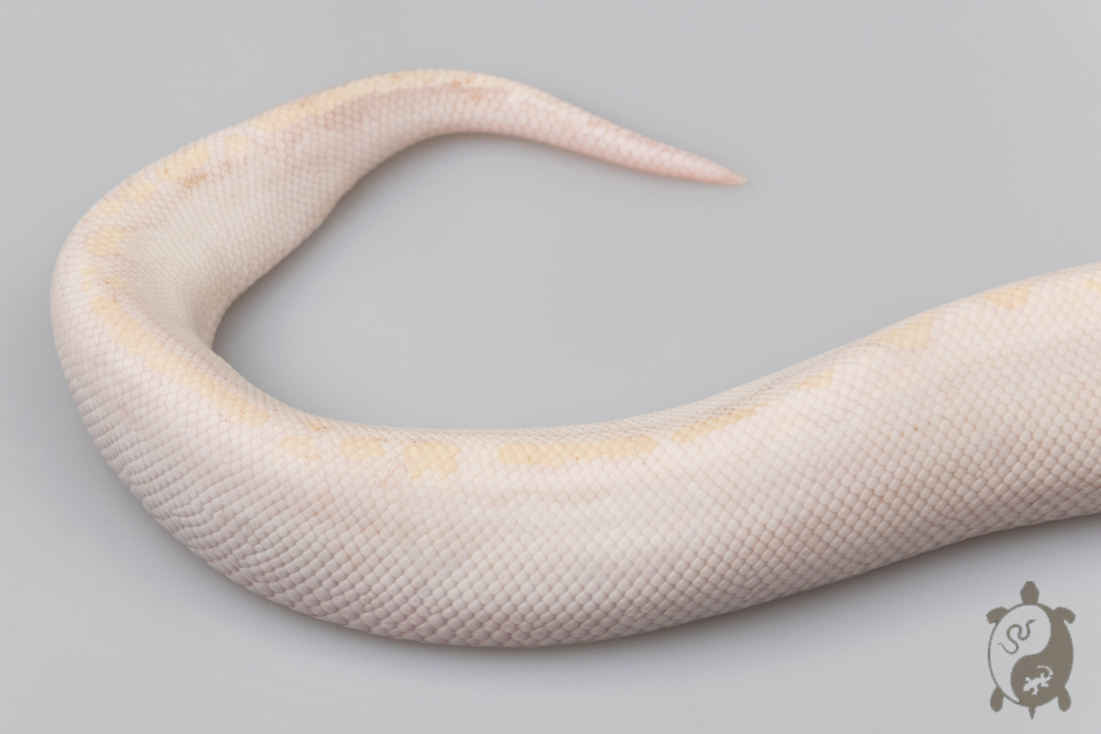 Python royal - Python regius Bamboo Mystic