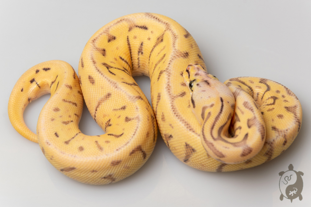 Python royal - Python regius Banana Bumblebee Leopard GHI