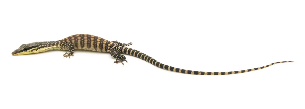 varanus glauerti - Varan des rochers de Kimberley