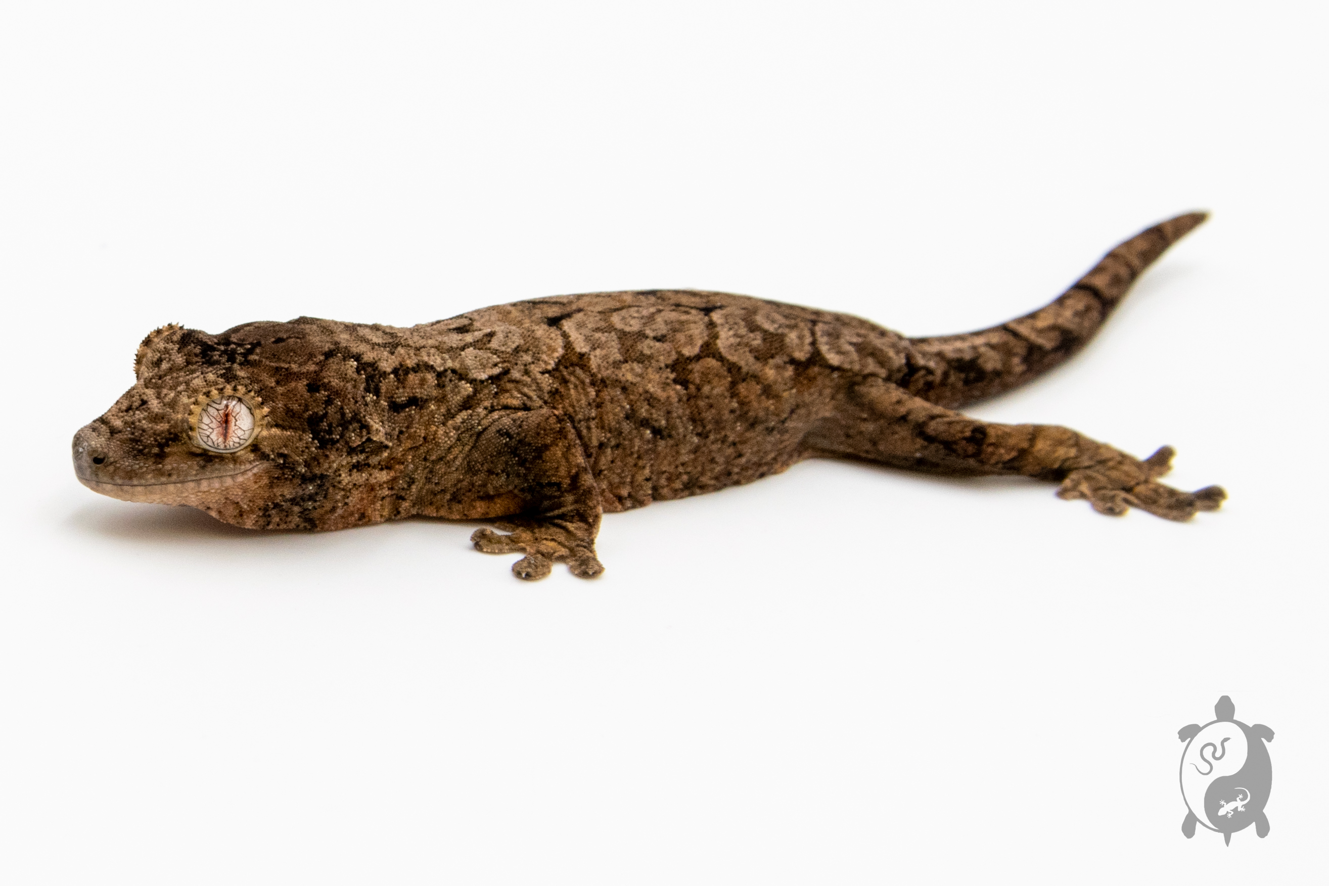 Mniarogekko chahoua - Gecko mousse - NC 2022