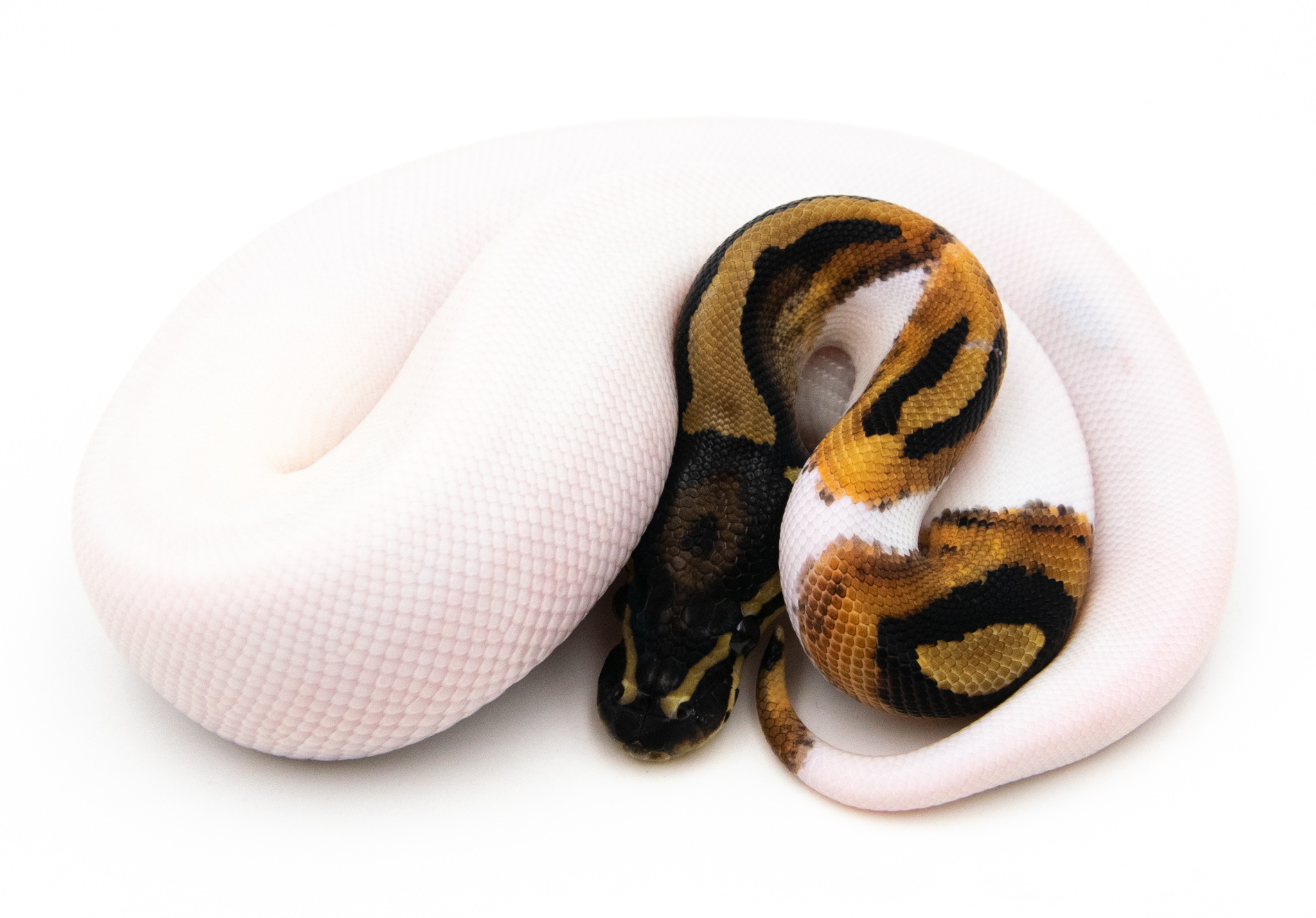 Python regius Piebald